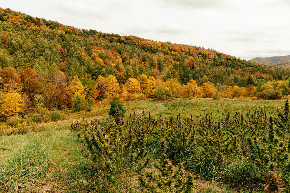 Edibles – Shop oHHo